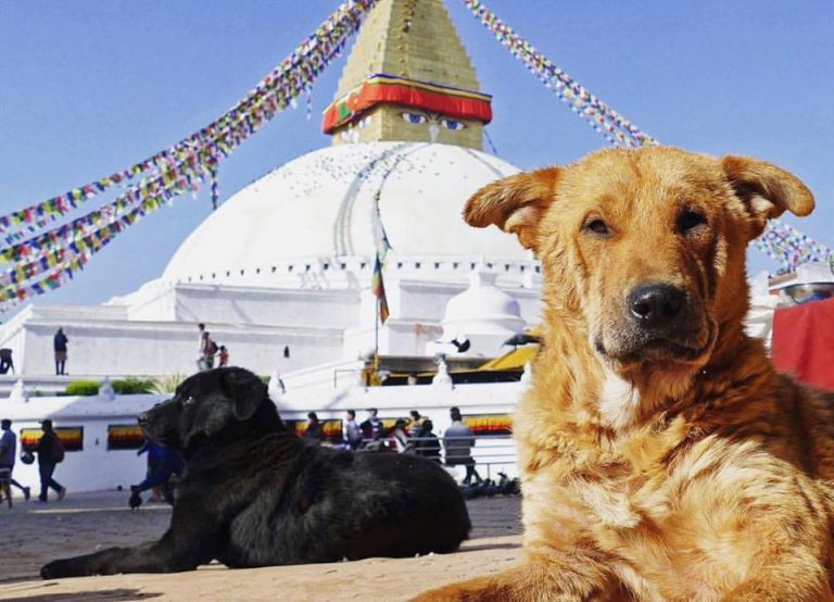 Street Dog Care | Let us work together to give all beings a better life